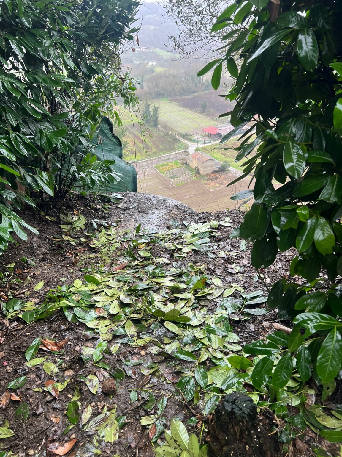 Sant'Angelo a Cupolo, frana sulla SP 12: fango e alberi sulla ...